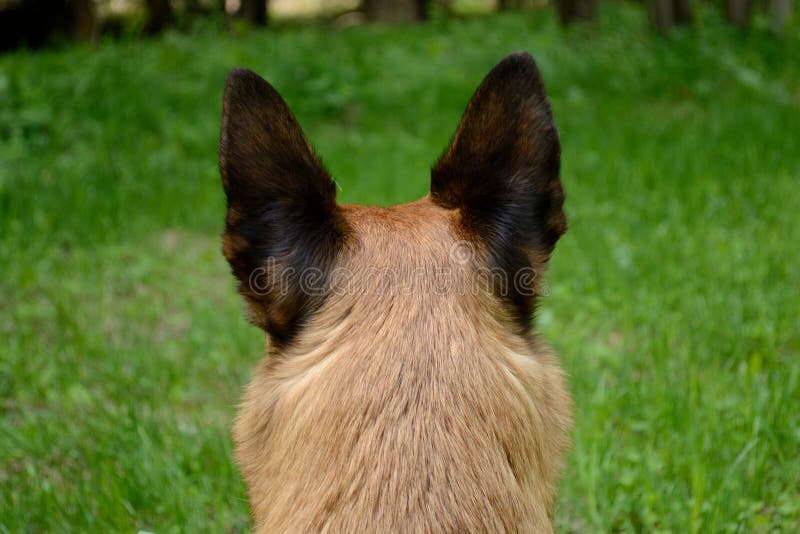 Dog behind stock image. Image of ausschau, view, animal - 11684511