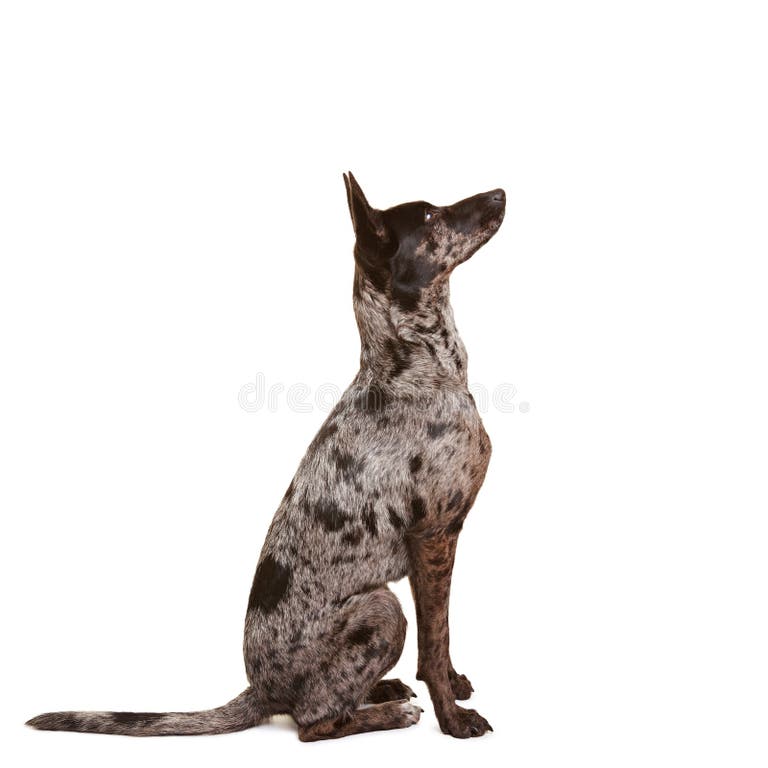 Attentive Dog Learning Command Sit Stock Photo - Image of portrait ...