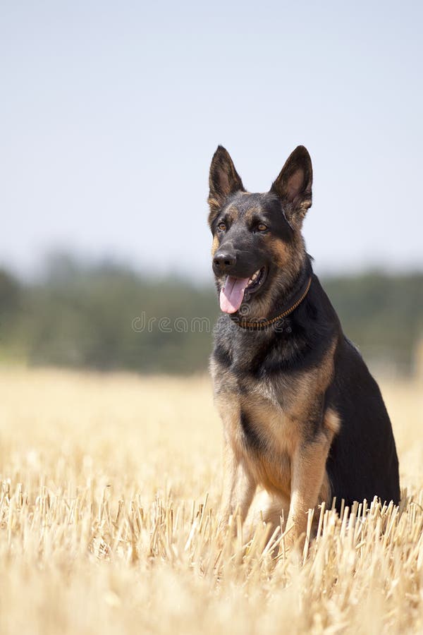 Attentive German Shepard Dog Stock Photo - Image of male, puppy: 60607292