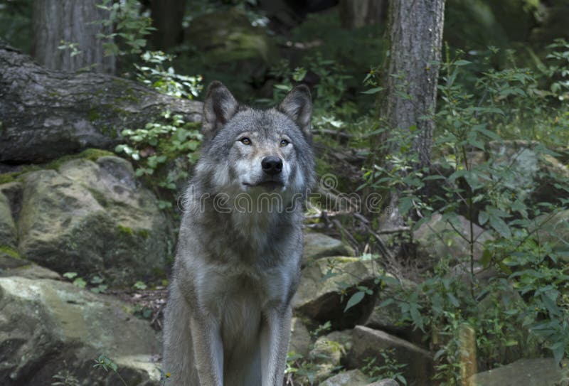 An Attentive Grey Wolf Sitting in the Forest Stock Image - Image of ...
