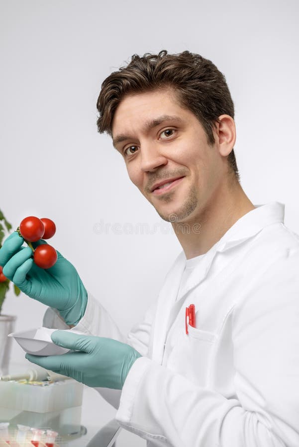 Attentive Male Biologist or Tech with Tomato Sample Stock Image - Image ...