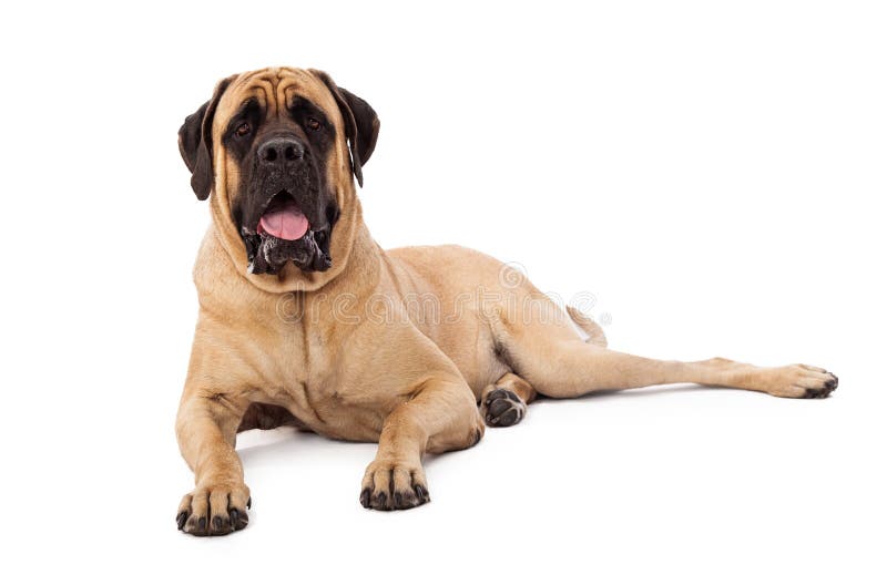 English Mastiff Dog. Side View Stock Image - Image of large, portrait ...