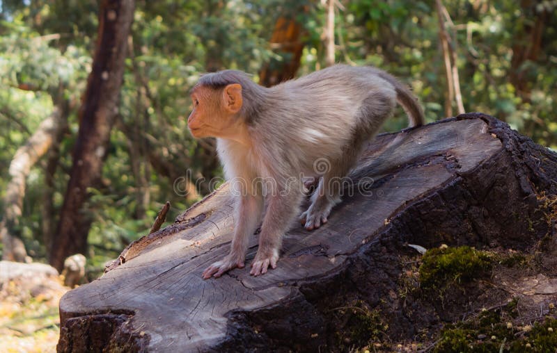 Attentive Monkey stock image. Image of fear, kodaikanal - 52680227