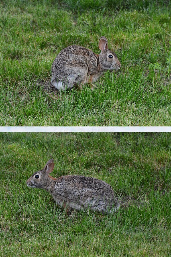 291 Wild Rabbit Burrow Photos - Free & Royalty-Free Stock Photos from ...
