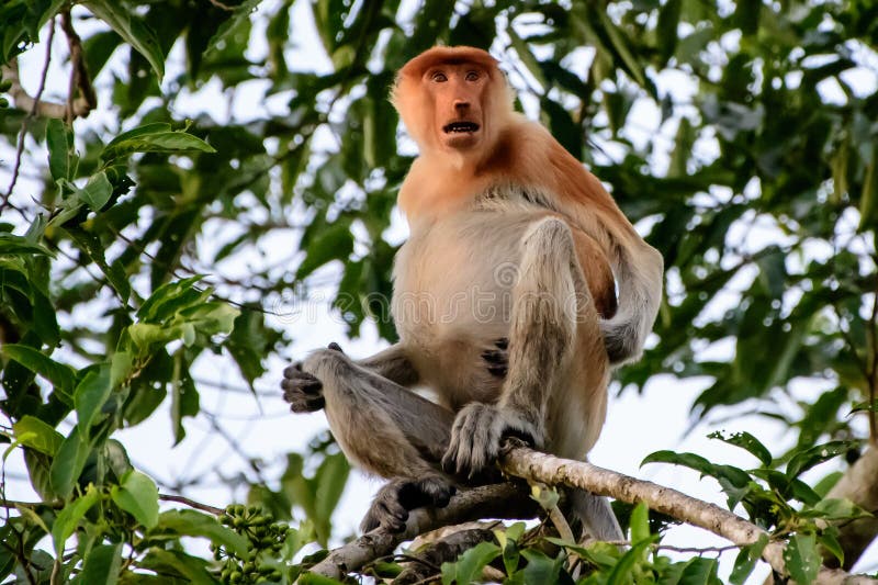 Attentive Proboscis Monkey on Alert Stock Image - Image of animals ...
