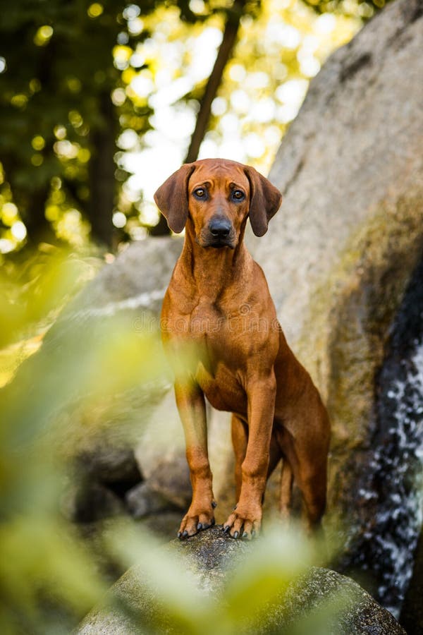 Rhodesian Ridgeback Standing on Rock at Beautiful Land Stock Photo ...