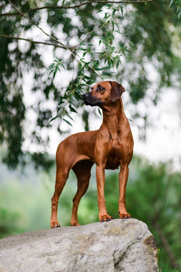 Rhodesian Ridgeback Standing on Rock Stock Image - Image of guardian ...