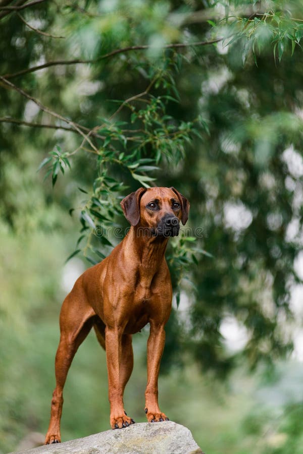 Rhodesian Ridgeback Standing on Rock Stock Photo - Image of domestic ...