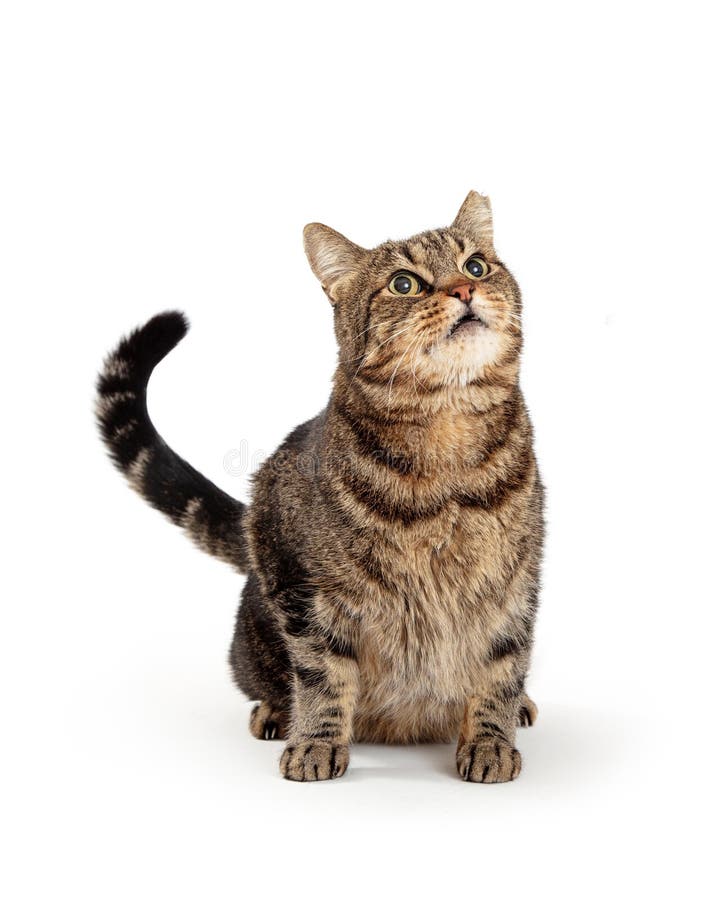 Attentive Tabby Cat Sitting and Looking into the Camera Stock Image ...