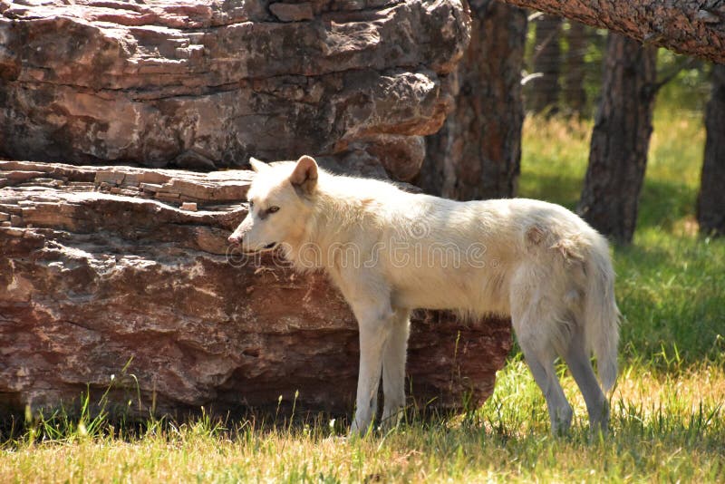 Attentive White Wolf Standing beside a Rock Stock Image - Image of ...