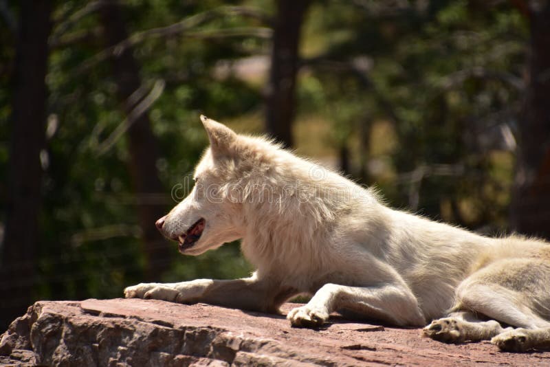 Attentive Wolf on a Large Red Rock Stock Image - Image of outdoors ...
