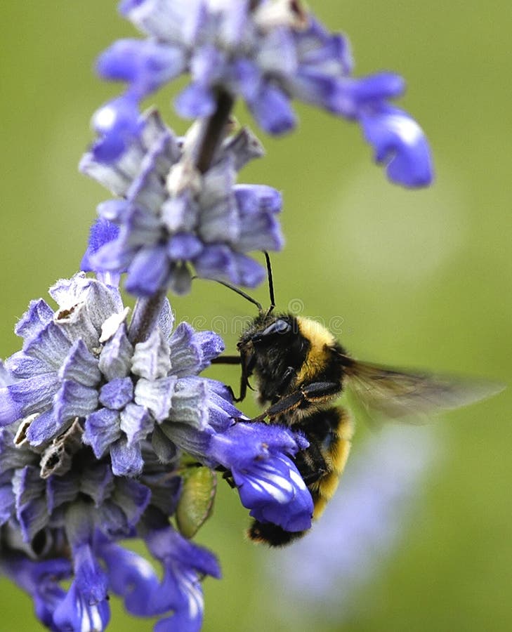 Profilo Dell'insetto Del Bombus Del Bombo Sul Fiore Porpora Fotografia ...