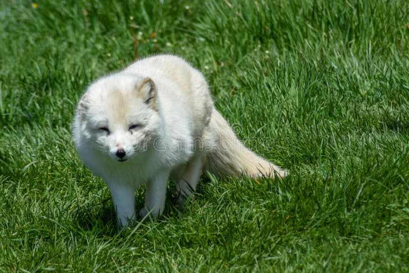 Attic fox out for a walk stock image. Image of attic - 118968015
