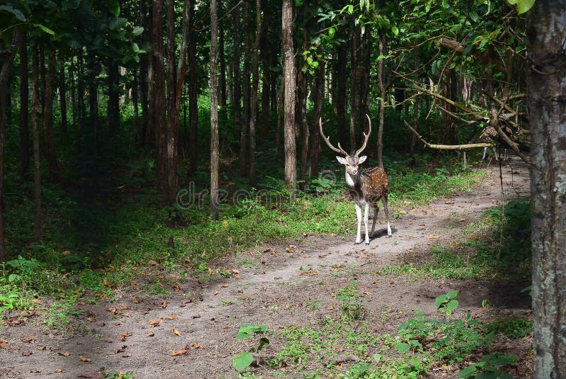 The attitude !! stock image. Image of deer, like, boss - 104484191
