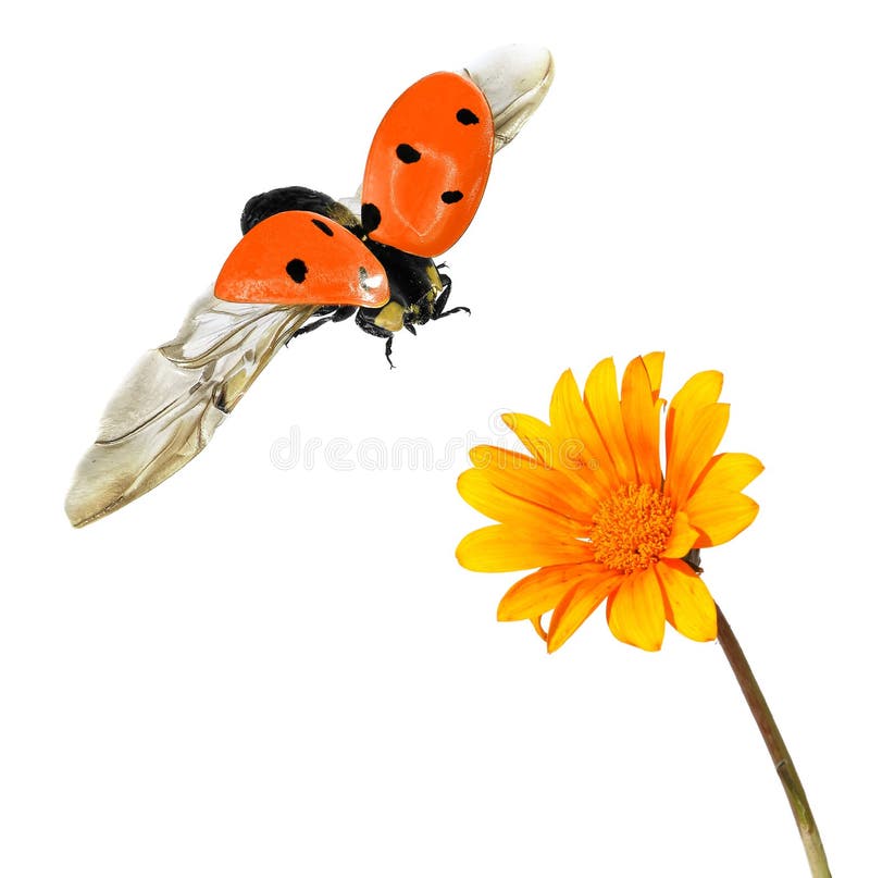 Flying Ladybug Stock Images - Download 1,257 Royalty Free Photos
