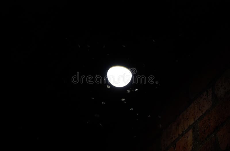 240 Street Light Insects Photos - Free & Royalty-Free Stock Photos from ...