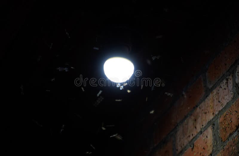 Attraction of Insects Light. Night Insects at a Bulb Stock Image ...