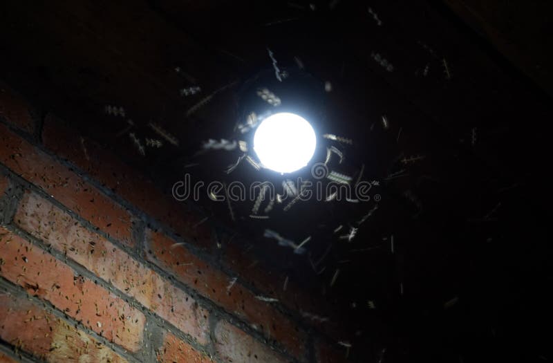 240 Street Light Insects Photos - Free & Royalty-Free Stock Photos from ...