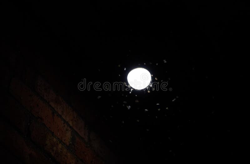 250 Street Light Insects Stock Photos - Free & Royalty-Free Stock ...