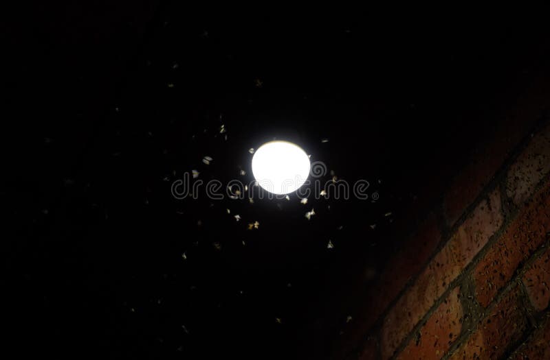 250 Street Light Insects Stock Photos - Free & Royalty-Free Stock ...