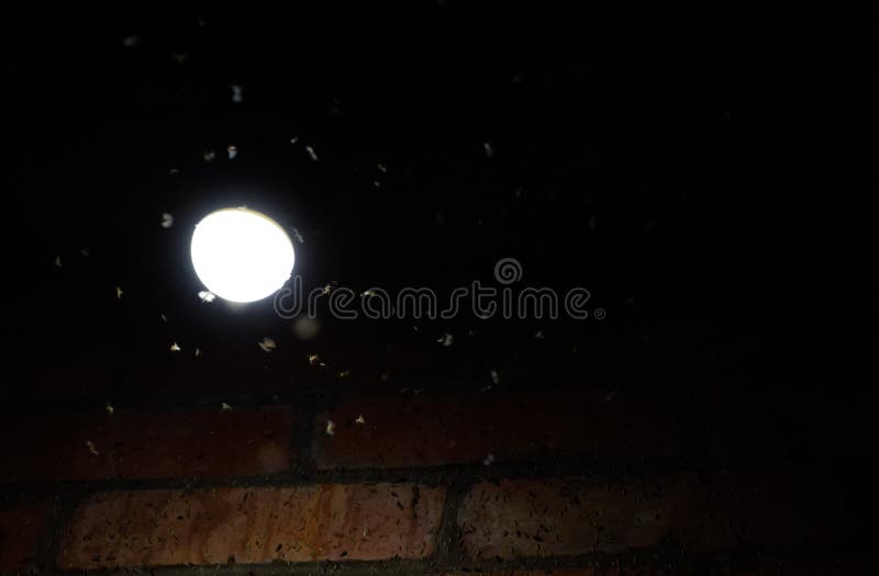 250 Street Light Insects Stock Photos - Free & Royalty-Free Stock ...