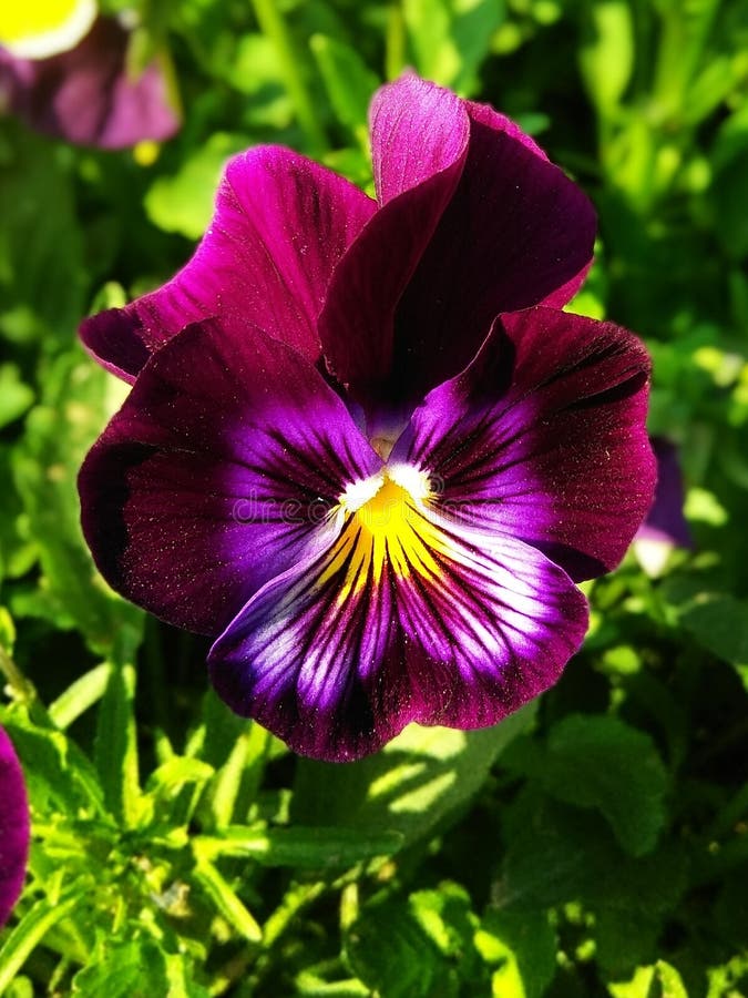 Penji Stock Photos - Free & Royalty-Free Stock Photos from Dreamstime