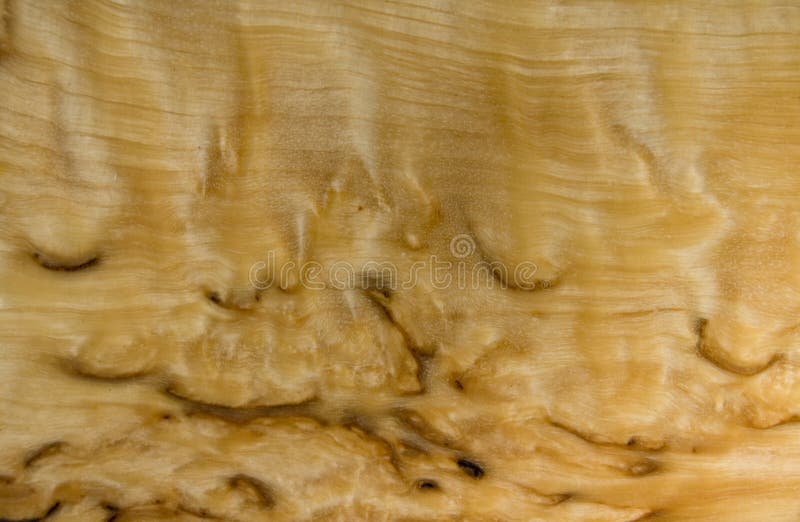 Attractive Burled Birch Wood Grain Close-up Stock Photo - Image of ...