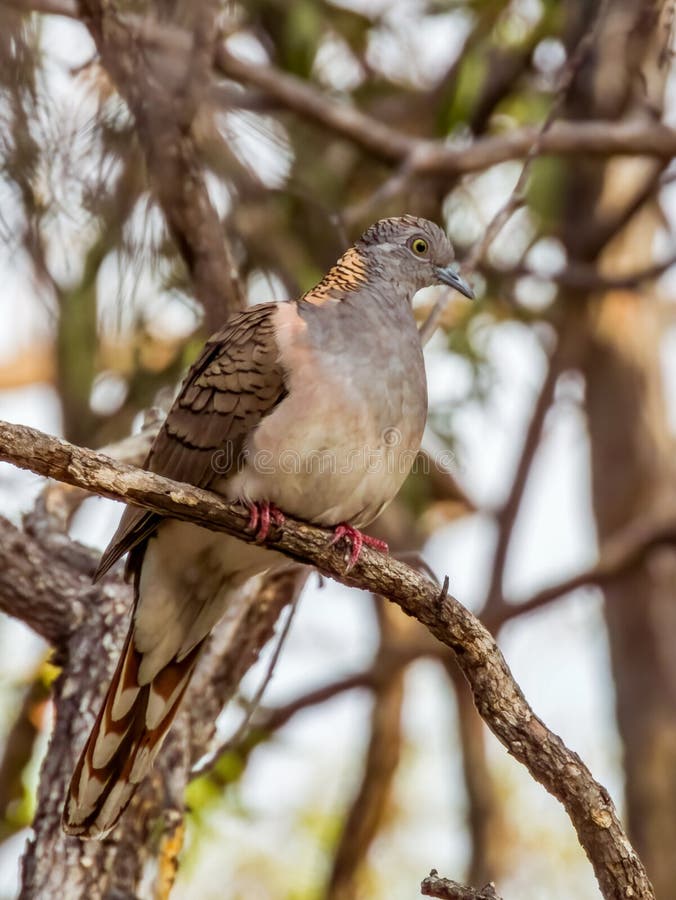 Bar-shouldered Dove in Queensland Australia Stock Image - Image of ...