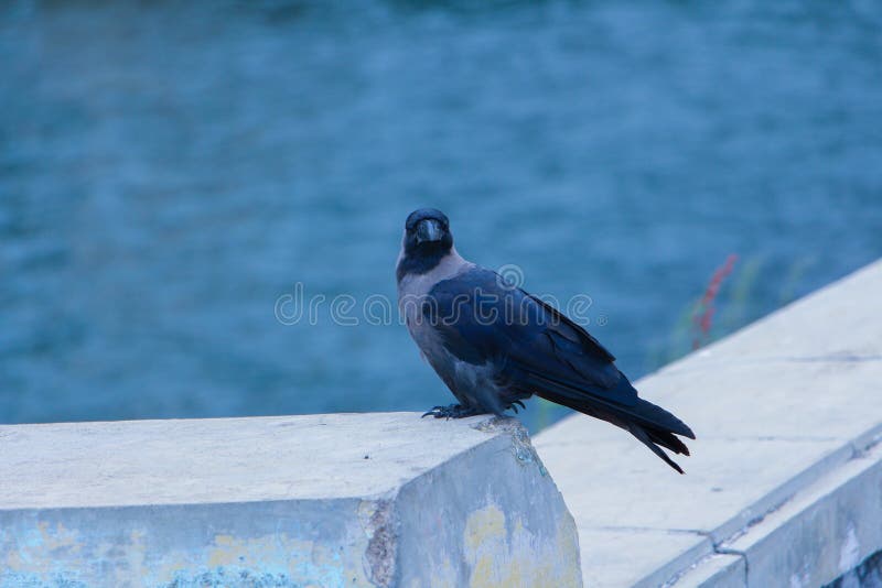 397 Crow Looking Camera Stock Photos - Free & Royalty-Free Stock Photos ...