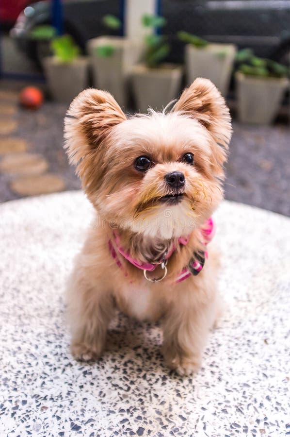 Attractive Dog stock photo. Image of focus, fluffy, field - 36784494