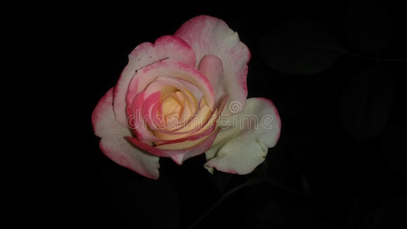 Attractive Double Delight Rose Night View Stock Photo - Image of ...