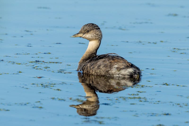 Hoary-headed Grebe in Victoria Australia Stock Image - Image of ...