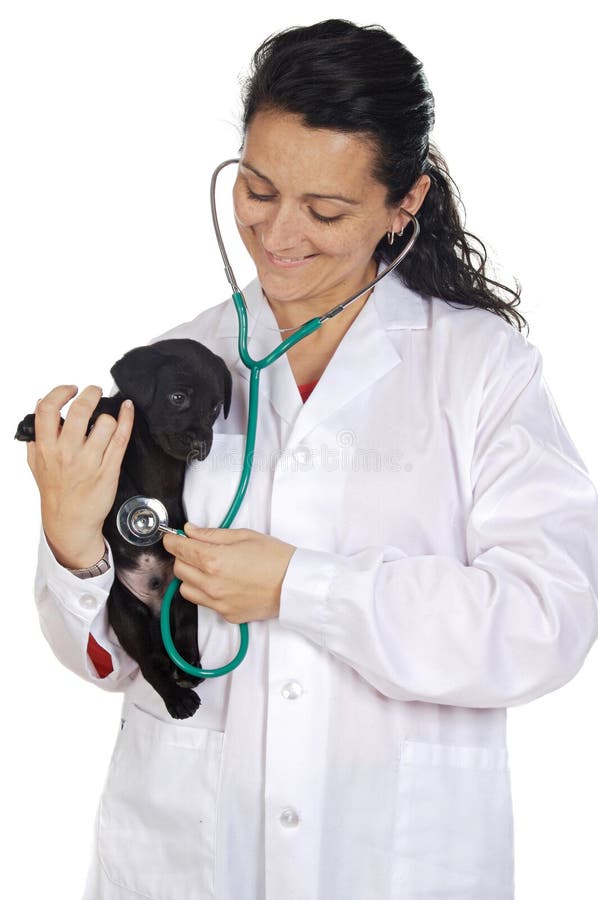 Vet and Dog stock image. Image of doctor, medical, examination - 835933