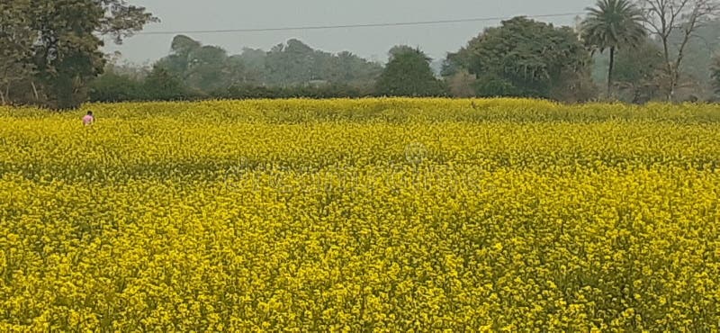 Attractive Mustard Field in India Stock Image - Image of food, plant ...