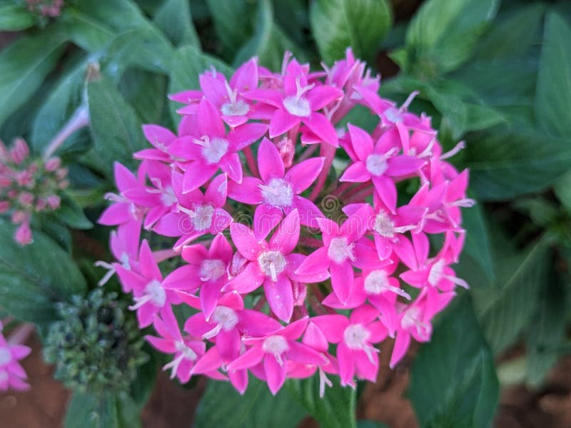 Attractive Pink Tiny Flowers in the Park Stock Image - Image of flowers ...