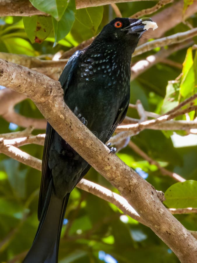 Spangled Drongo in Queensland Australia Stock Photo - Image of fauna ...