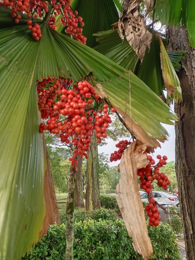 Attractive Red Palm Tree Fruit at Batu Metropolitan Park, Kuala Lumpur ...
