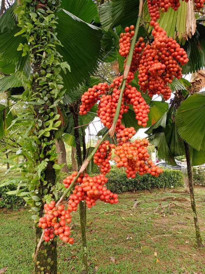 Attractive Red Palm Tree Fruit at Batu Metropolitan Park, Kuala Lumpur ...