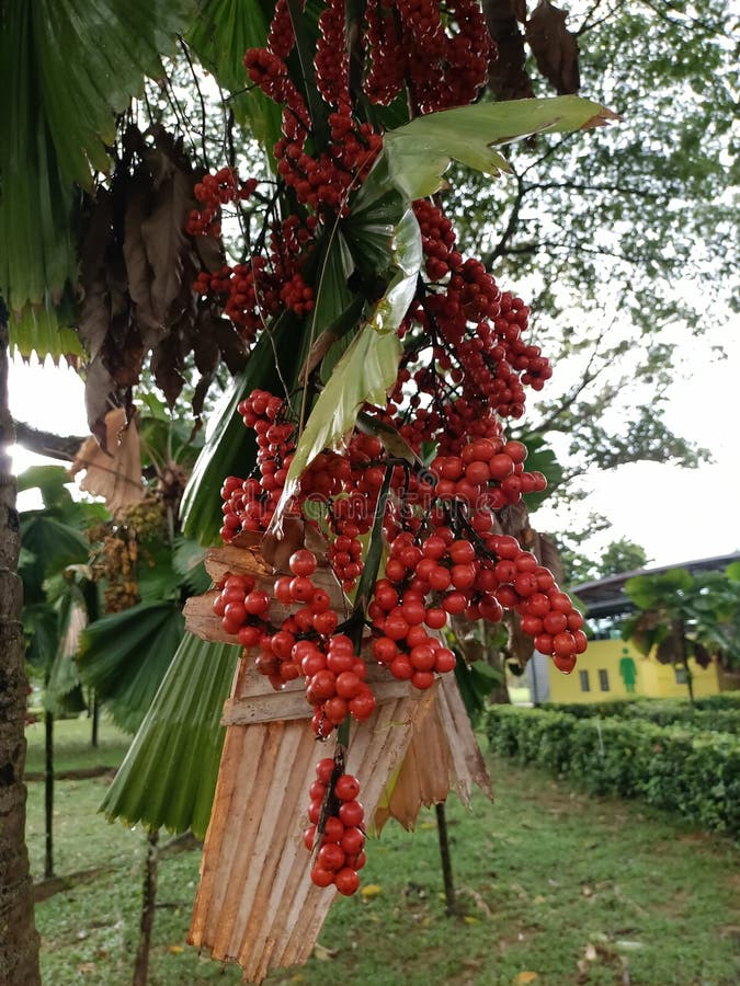 Attractive Red Palm Tree Fruit at Batu Metropolitan Park, Kuala Lumpur ...