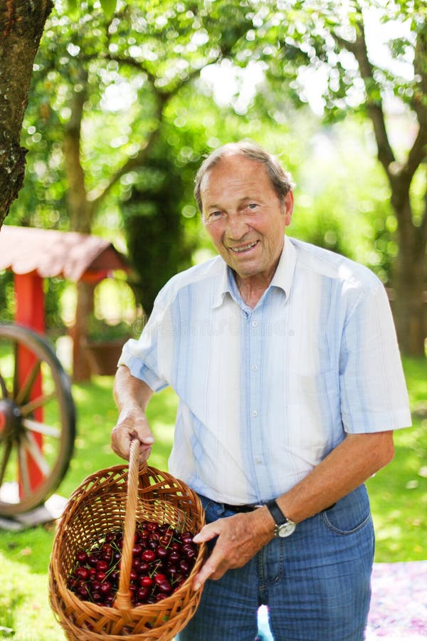 Attractive Senior Man 70 Years Old Picking Cherries in His Garden ...