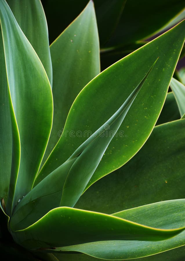 Attractive Sprouts of Agave, the Azores Stock Photo - Image of rest ...