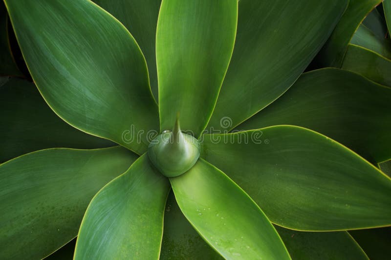 Attractive Sprouts of Agave, the Azores Stock Photo - Image of ...