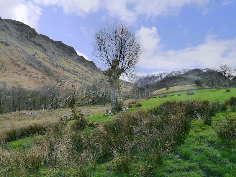 Attractive Tree with Snow-capped Mountains Behind Stock Image - Image ...