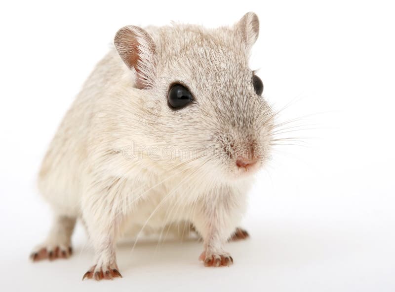 Attractive Young Female Rodent Stock Image - Image of furry, female ...
