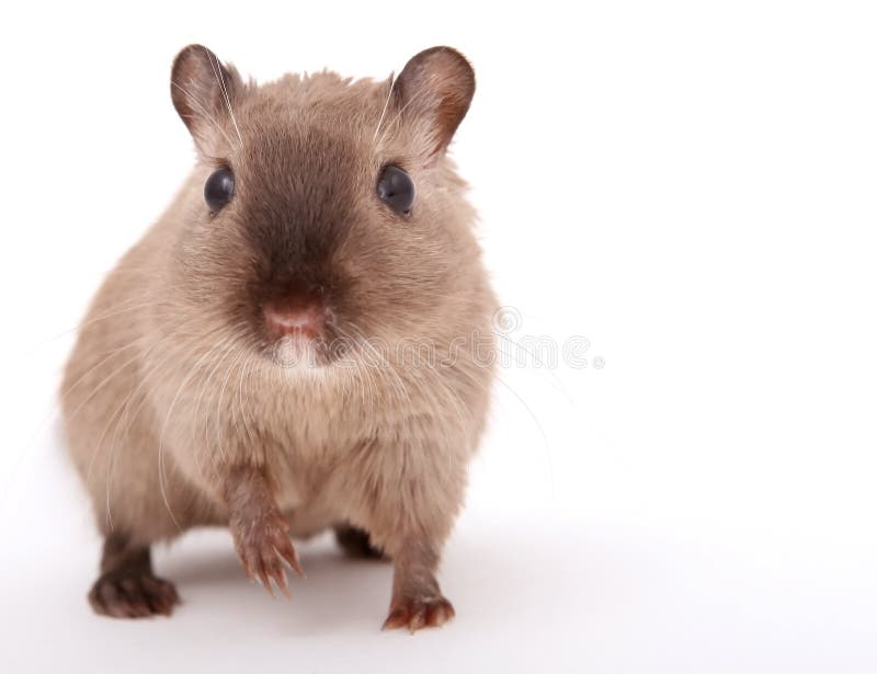 Attractive Young Male Rodent Stock Photo - Image of face, rodent: 1193096