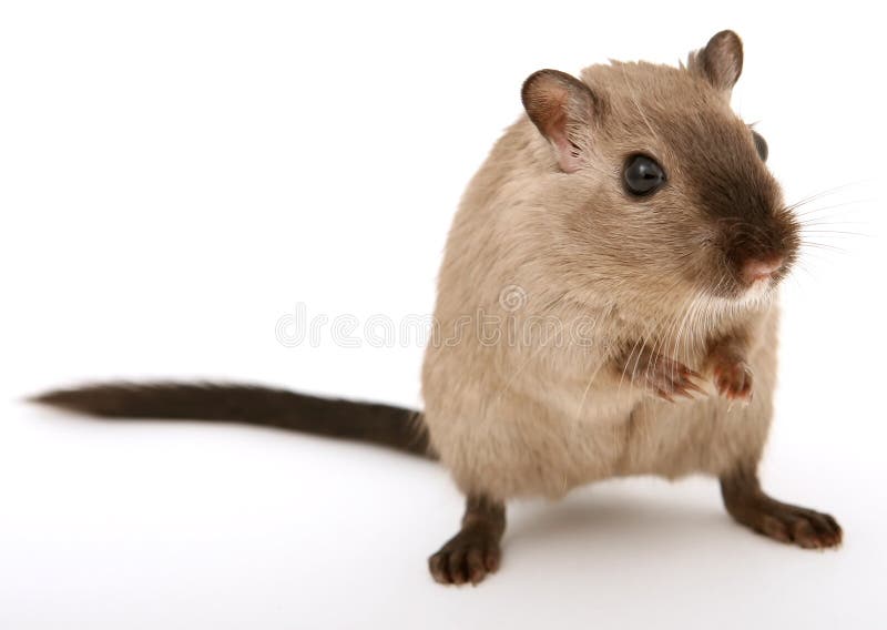 Attractive Young Male Rodent Stock Photo - Image of face, rodent: 1193096
