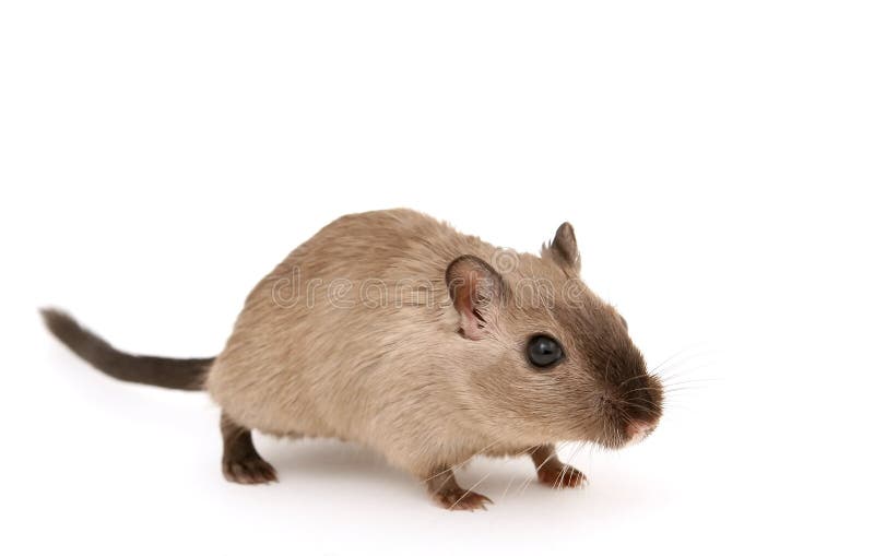 Attractive Young Male Rodent Stock Photo - Image of face, rodent: 1193096