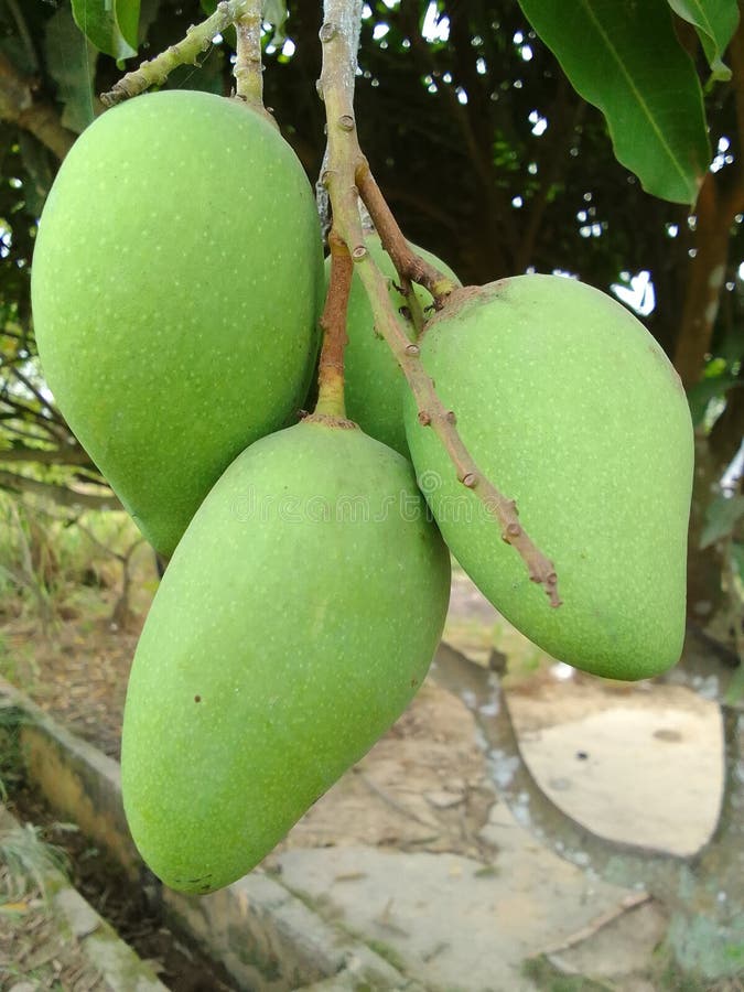 Attractive Young Mango Color Stock Image - Image of dish, crop: 250856503