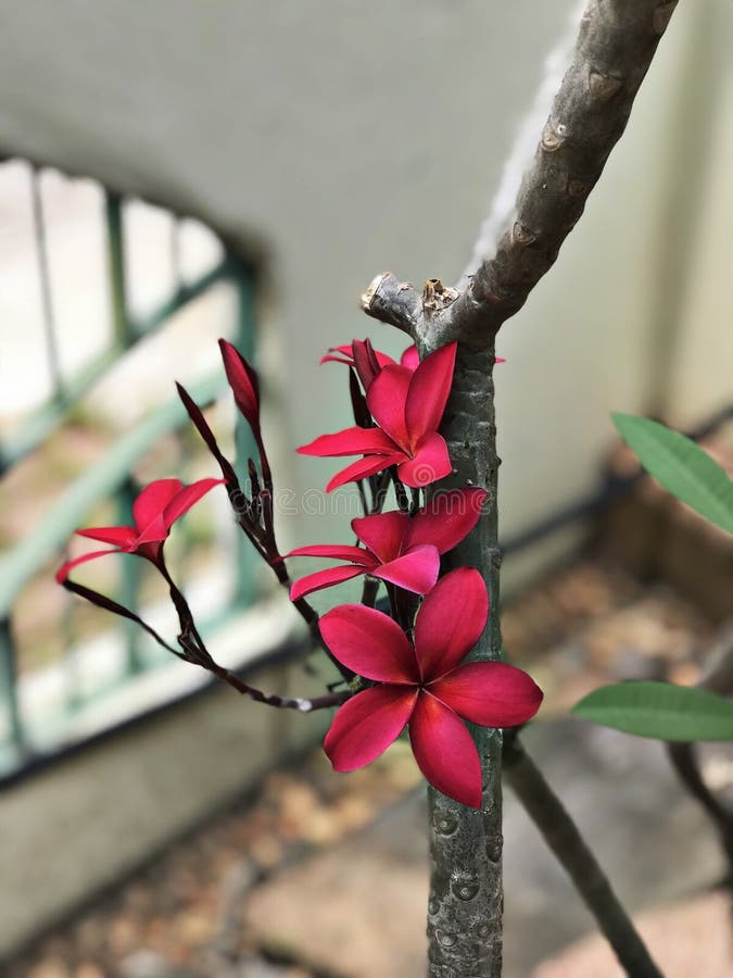 Attraktive Dunkle Rosa Frangipani- Oder Plumeriablumen Stockbild - Bild ...