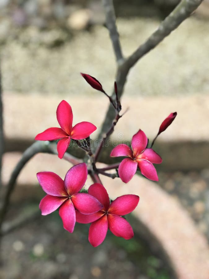 Attraktive Dunkle Rosa Frangipani- Oder Plumeriablumen Stockbild - Bild ...